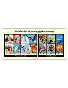 Projectable Activities and Smart Board Apps - Starfall