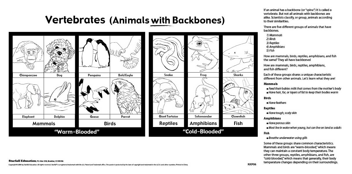 Animal Kingdom Posters - Starfall | Parent-Teacher Center