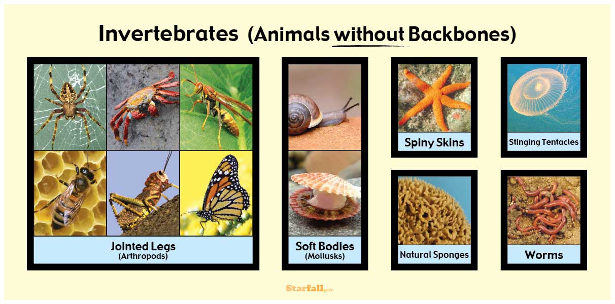 Animal Kingdom Posters - Starfall | Parent-Teacher Center