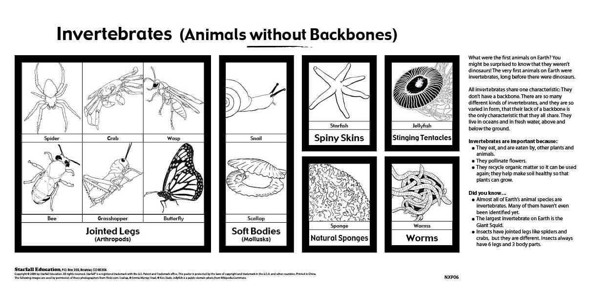 Animal Kingdom Posters - Starfall | Parent-Teacher Center