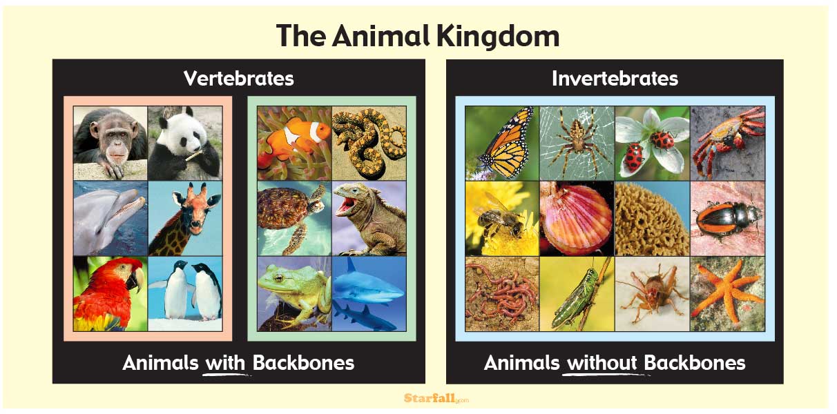 Animal Kingdom Posters - Starfall | Parent-Teacher Center