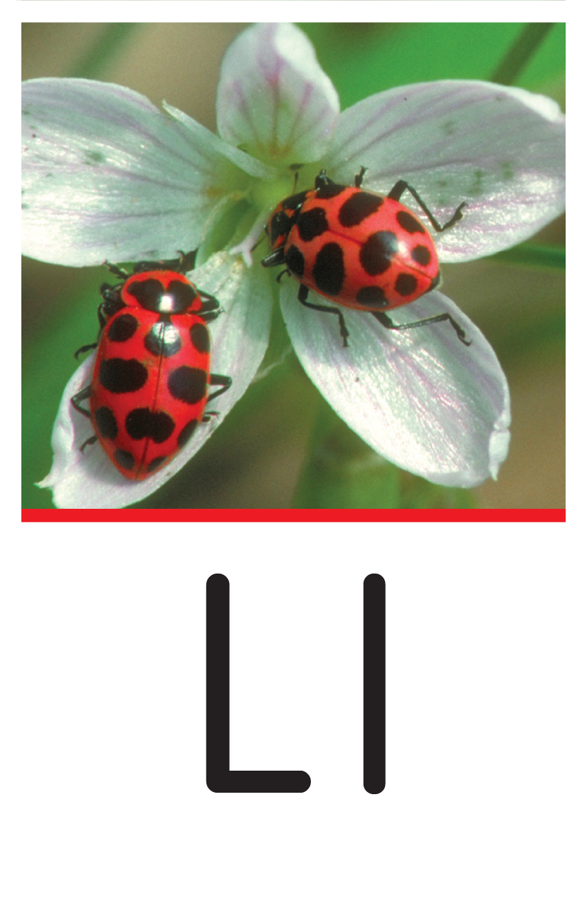 ABC Poster & Cards - Starfall | Parent-Teacher Center