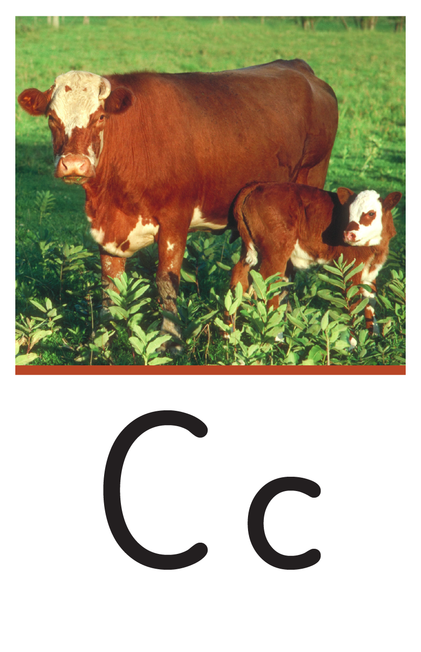 ABC Poster & Cards - Starfall | Parent-Teacher Center