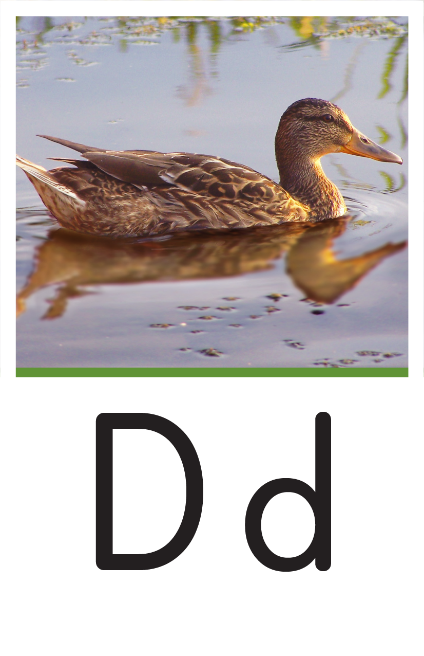 ABC Poster & Cards - Starfall | Parent-Teacher Center